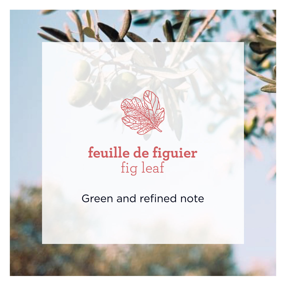 Liquid Soap & Refill - Fig Leaf– Cie Luxe | Your Life Styled