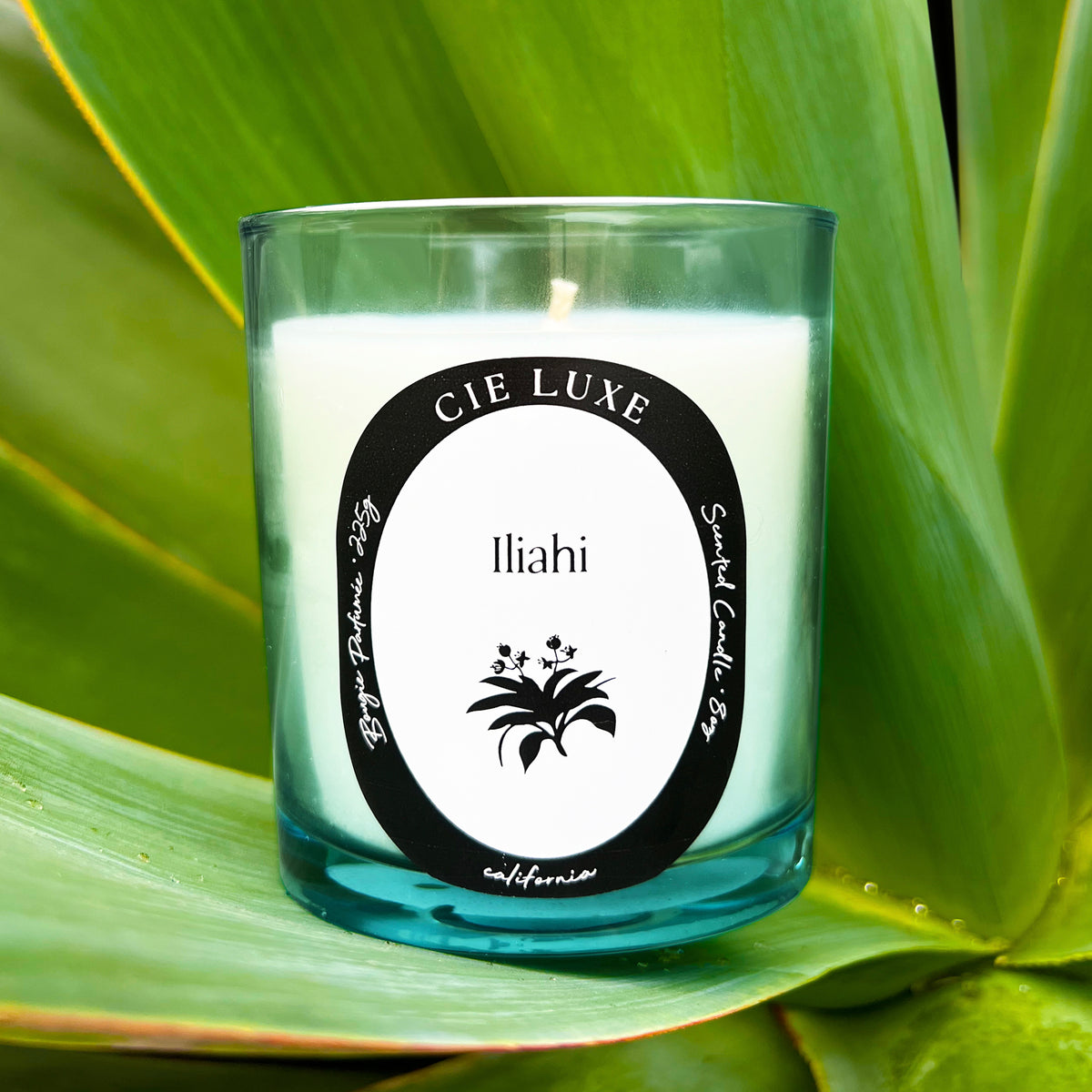 Iliahi Candle, 8oz– Cie Luxe | Your Life Styled